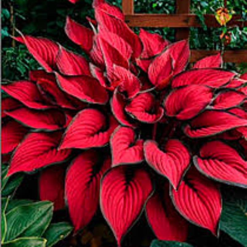 Black and Red Hosta Plants - Etsy