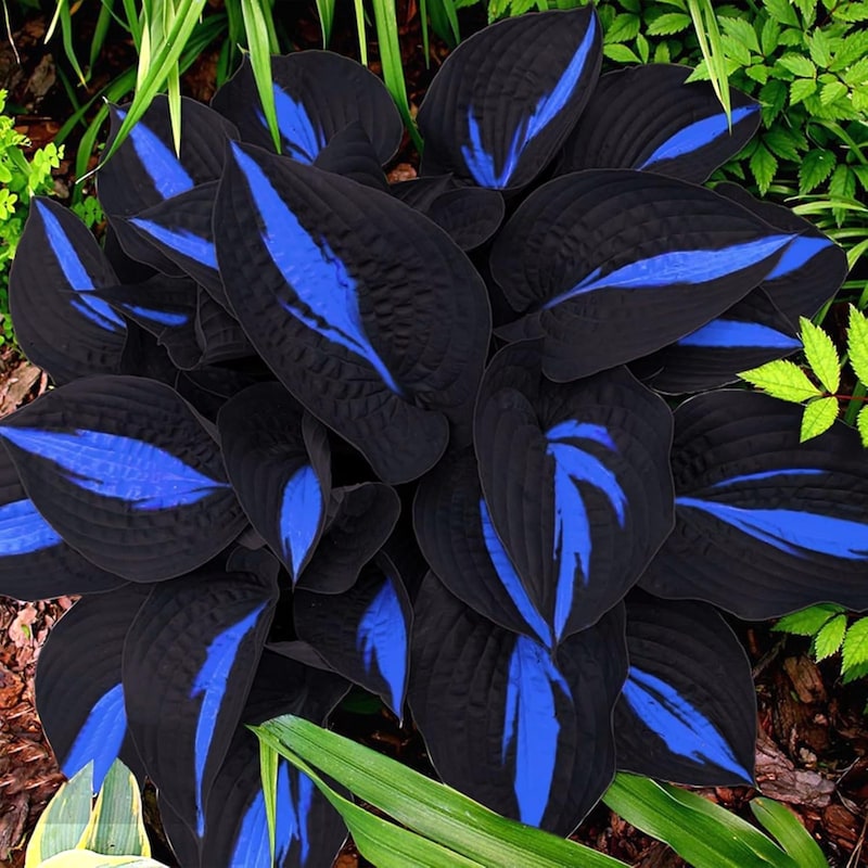 Midnight Blue Hosta - Etsy