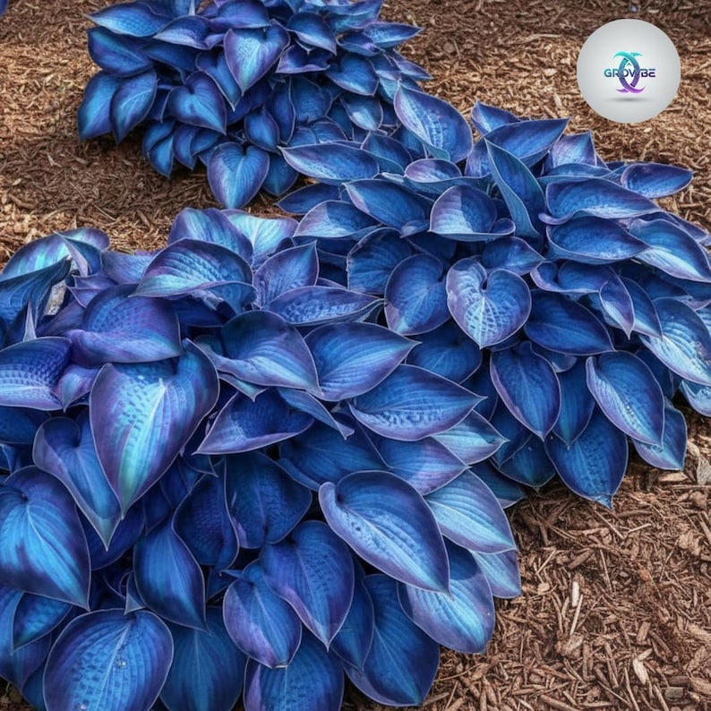 100+ Blue Metallic Hosta Seeds, Giant Blue Foliage for Shade Gardens ...