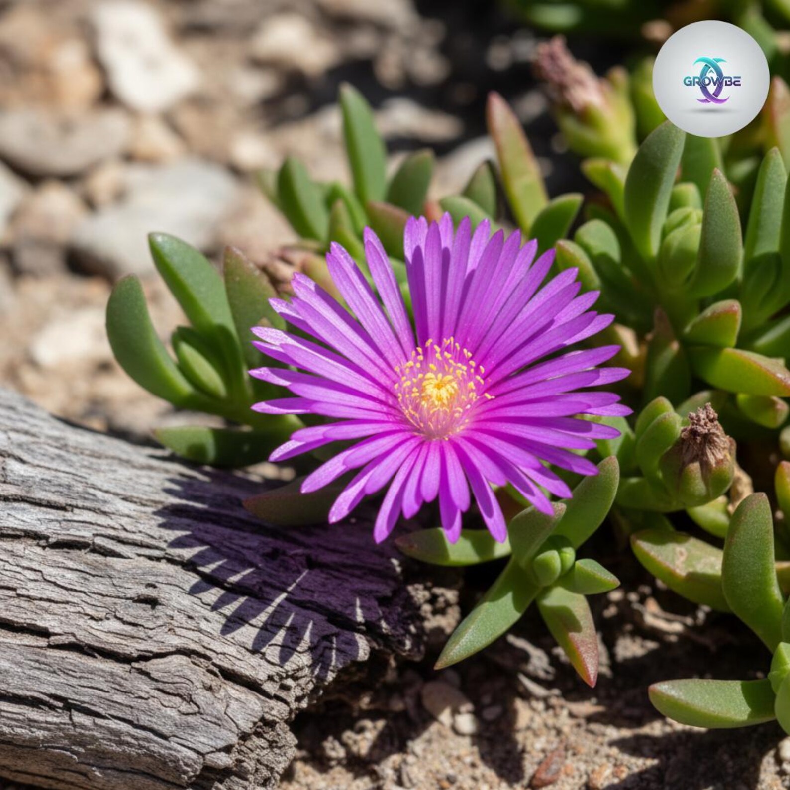 20 ICE PLANT Flower Seeds | Drought Resistant Succulent Groundcover ...
