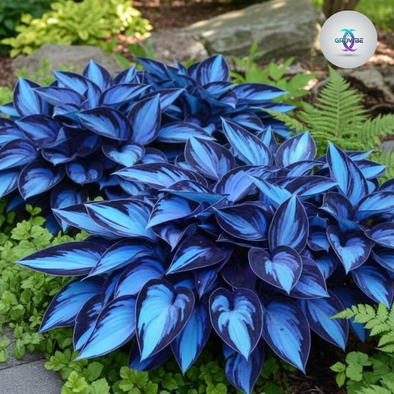 Midnight Blue Heart Plant Seeds - Etsy