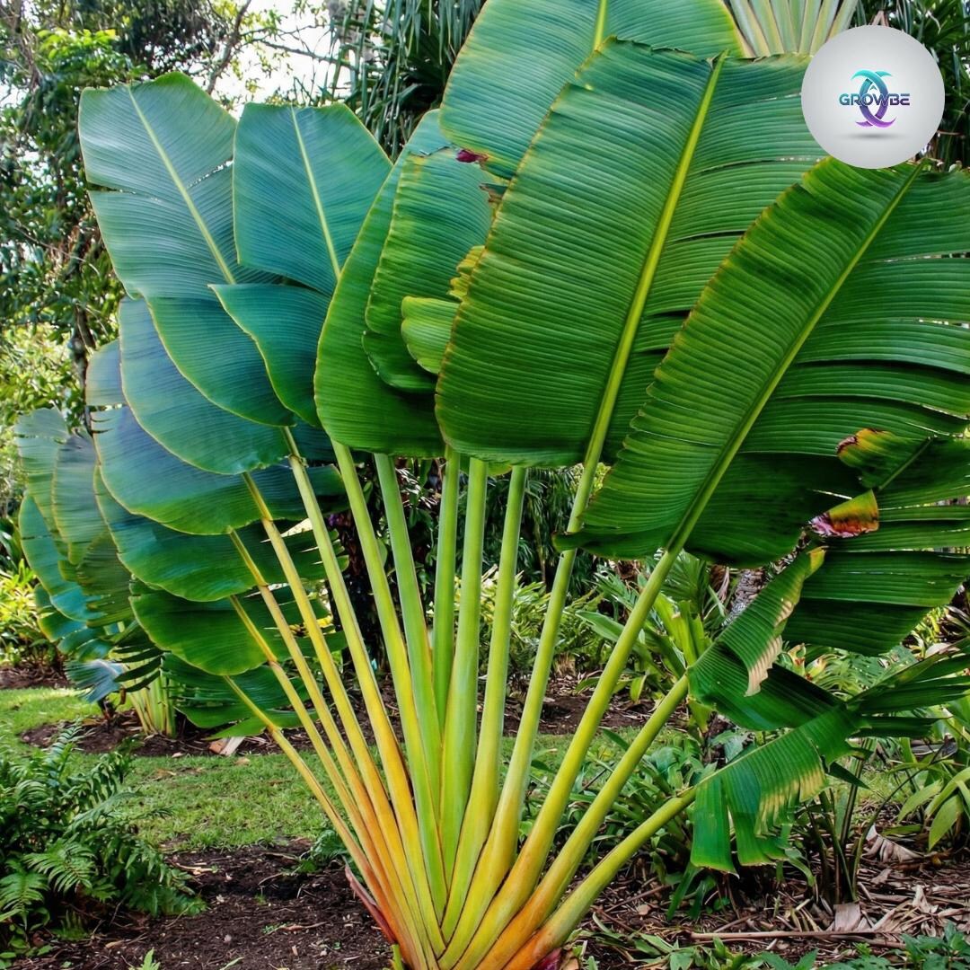20 Canary Island Date PALM Seeds | Phoenix Canariensis | Hardy Exotic ...