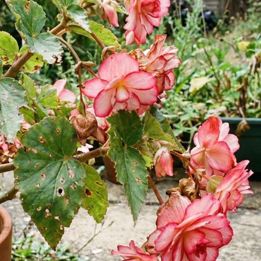 Begonia Seeds, 45 Rare Fragrant Scented Flower Mix for Shade Gardens ...