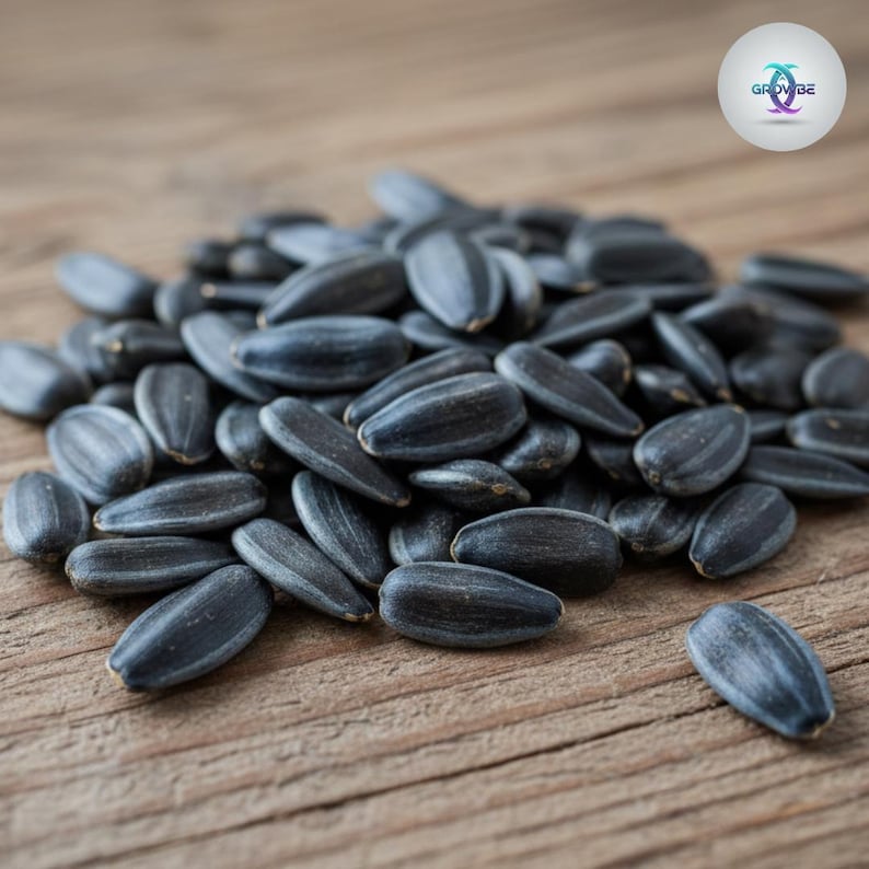 60pcs Rare Midnight Oil Blue Sunflower Seeds | Unique Dark Blue Hybrid ...