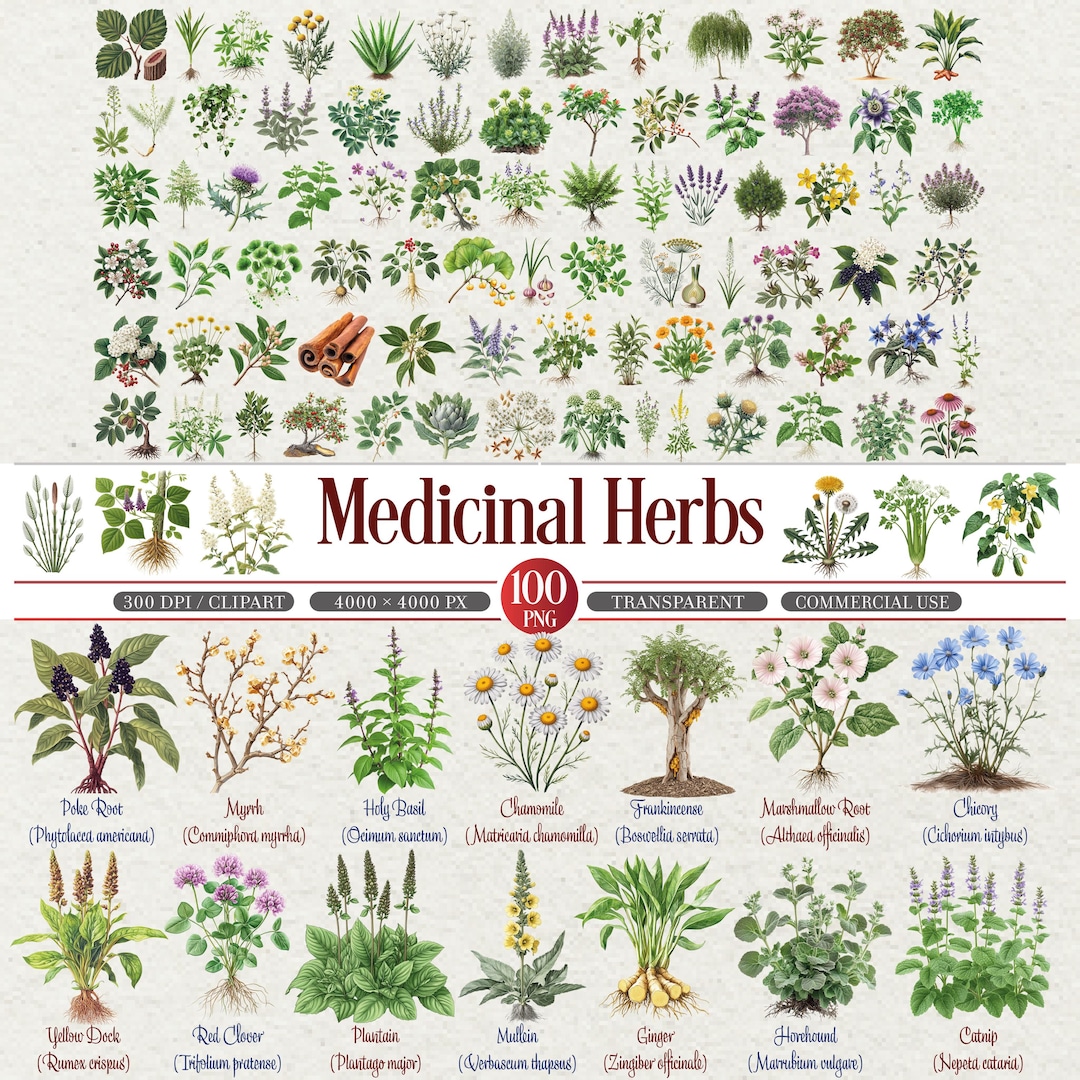 Medicinal Herbs Botanical Clipart Bundle PNG 300 DPI - Etsy