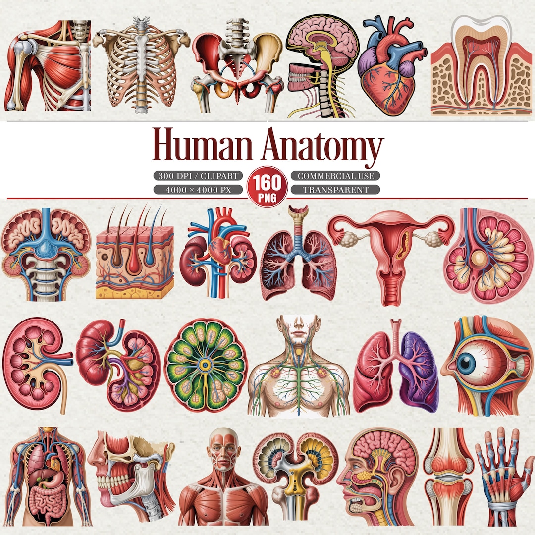 Human Anatomy Clipart Bundle PNG Medical Educational Illustrations - Etsy