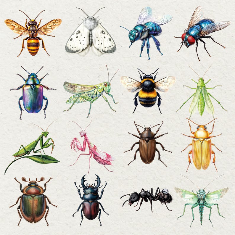 Insects Clipart Bundle 110 PNG Botanical Illustrations - Etsy