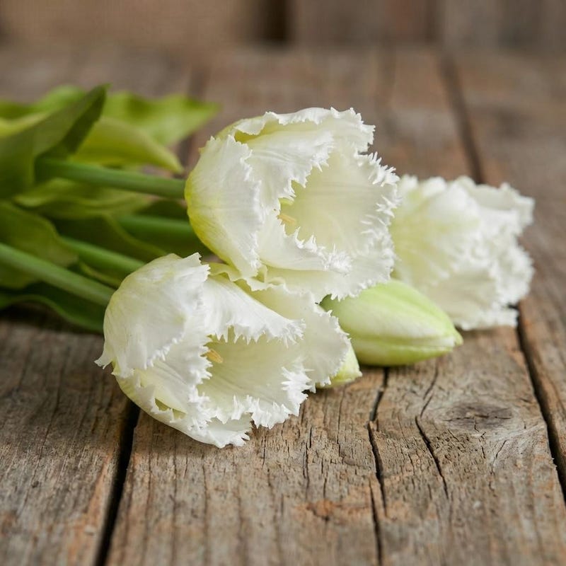 Latex Tulips - Etsy