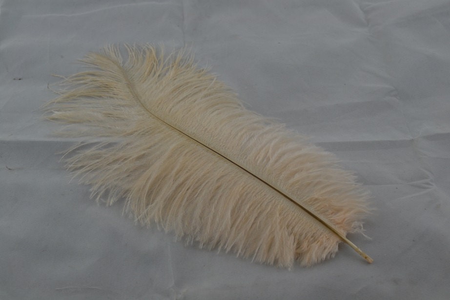 Wholesale 100 Beige Ostrich Feathers for Wedding Table - Etsy