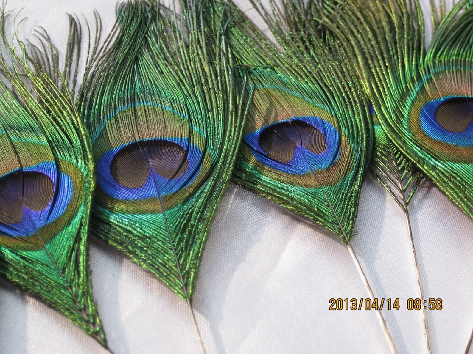 50pcs/lot 8-10 L Peacock Eye Feathers for Wedding - Etsy