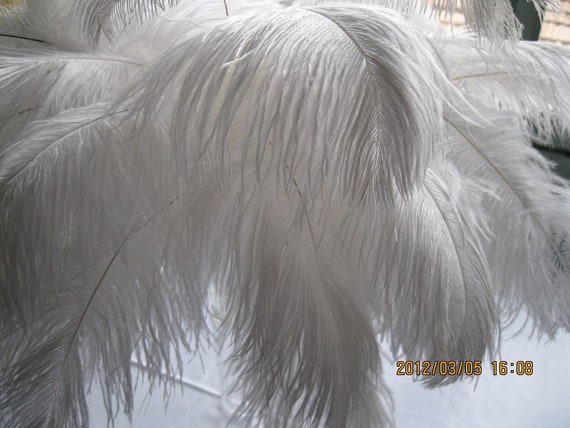 6pcs/lot 5-21 pouces long panache de plumes dautruche blanc | Etsy