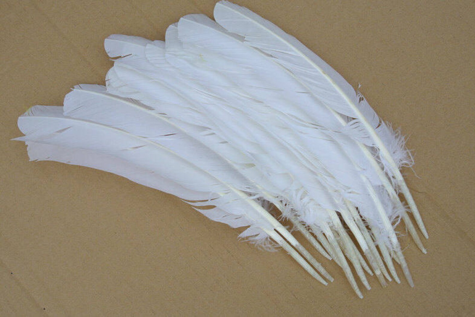 100pcs white Turkey Wing Quill Feather for Showgirl Costume | Etsy