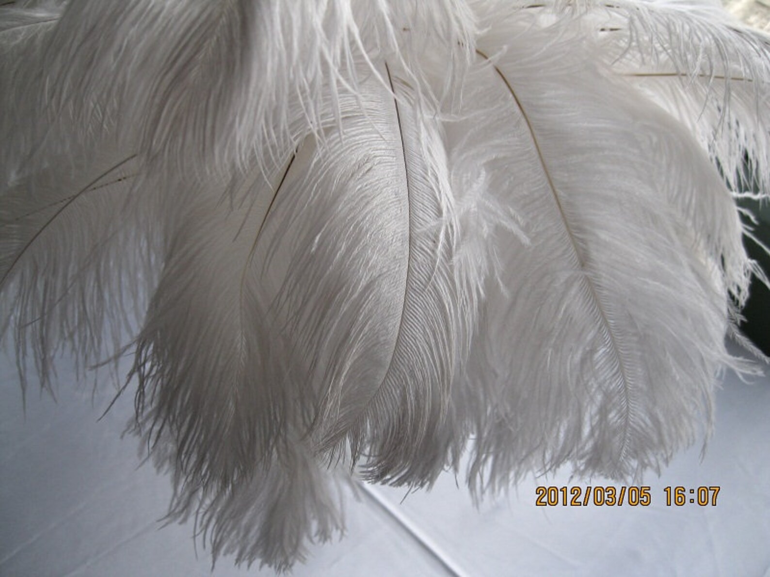 6pcs/lot 5-21 pouces long panache de plumes dautruche blanc - Etsy France
