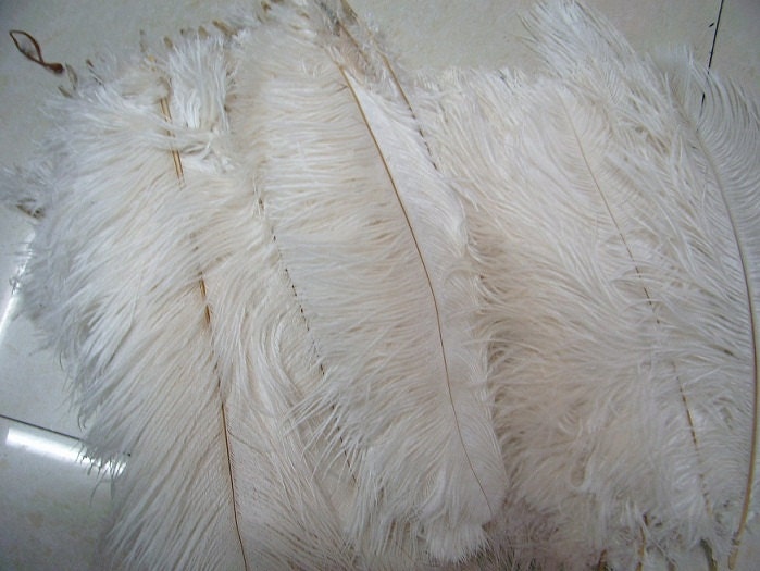 12 Cream Feathers18-20inch - Etsy