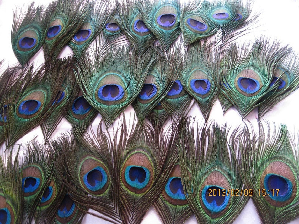 300pcs/lot Peacock Eye Feathers for Wedding Party Event - Etsy