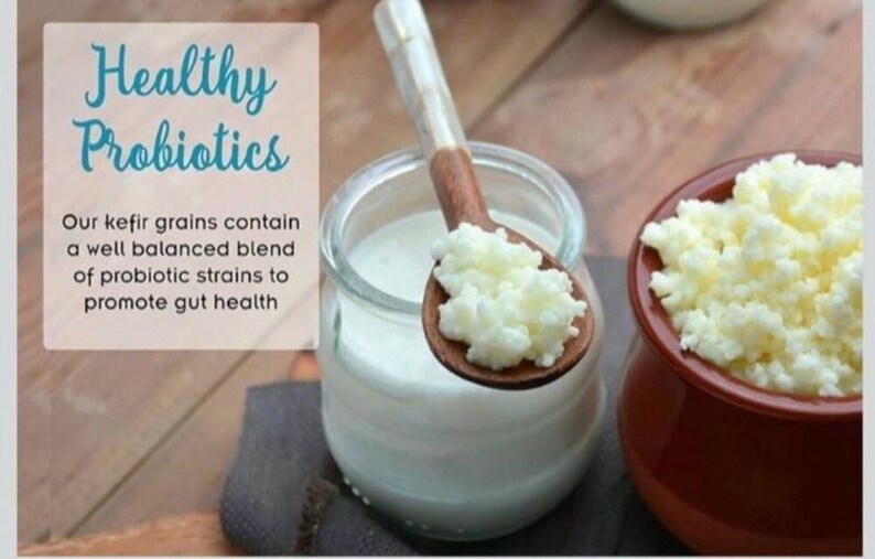 Organic Whole Milk Kefir Live Grains Starter Culture Bulgaros 1 Tbsp - Etsy
