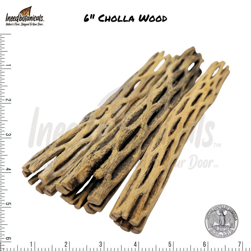Cholla Hides - Etsy