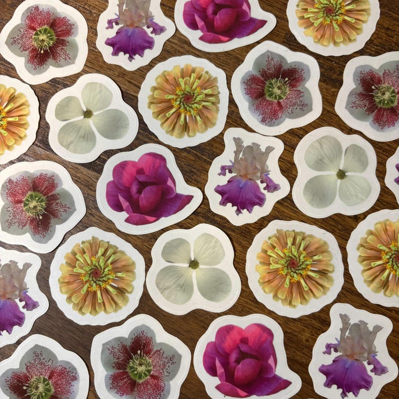 Saucer Magnolia Flower Sticker (transparent Backing, Garden Bloom ...