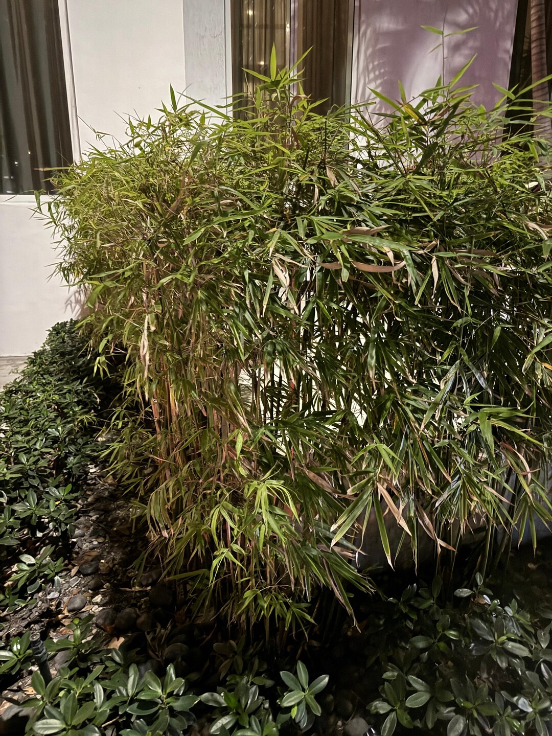 Fernleaf Bamboo, Bambusa Multiplex 1gal Pot, 1-2ft - Etsy