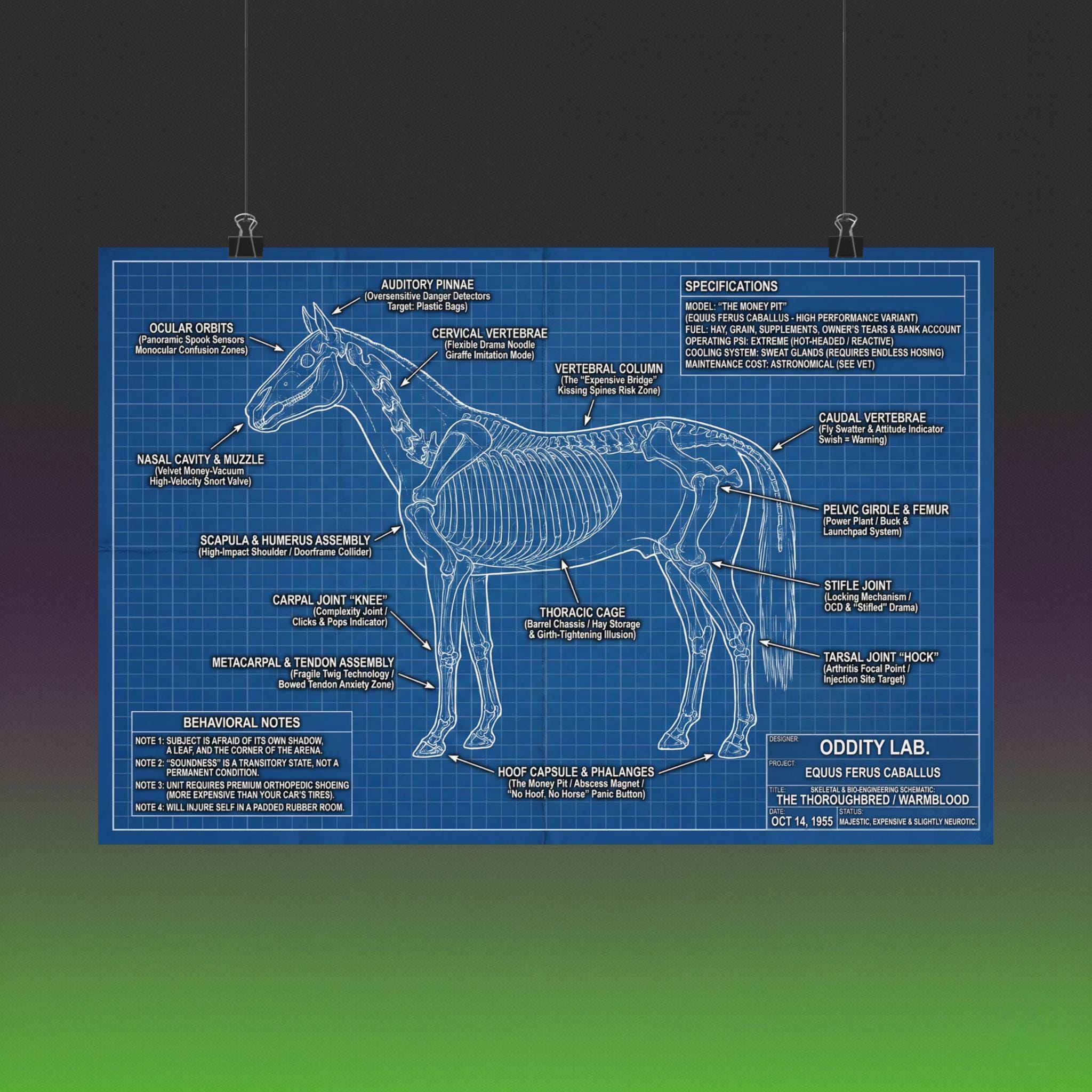 Horse Anatomy Blueprint Poster | Funny Equestrian Gift, Vet Tech Art ...