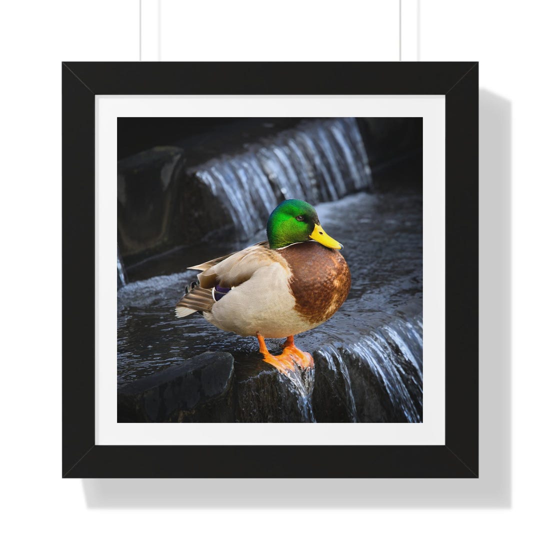 Oregon Mallard Duck at Dawson Creek Park - Etsy