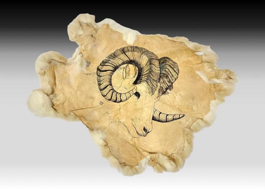 Alaska Dall Sheep Ram Drawn on Rabbit Hide Original Drawing Inuit Art ...