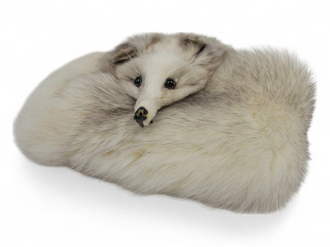 Vintage Alaska Arctic White Fox Stole Full Body Scarf Wrap Winter Neck ...