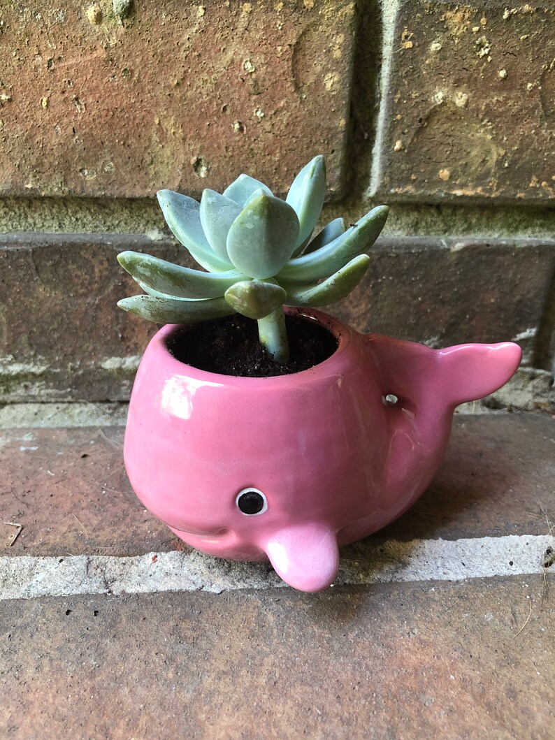 Whale Planter | Etsy