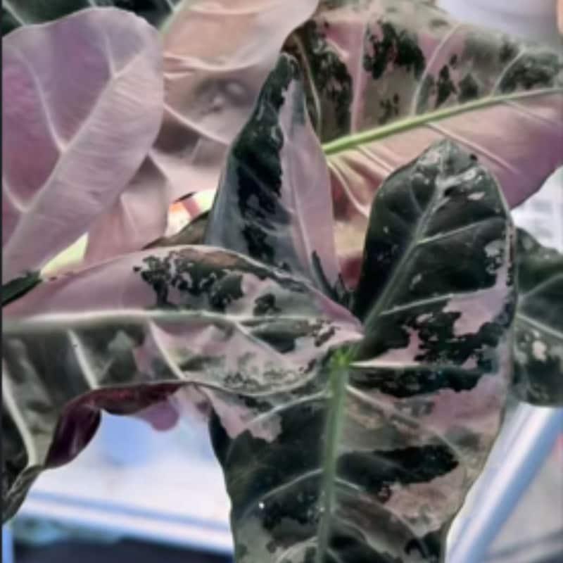 Pink Black Velvet - Etsy Hong Kong