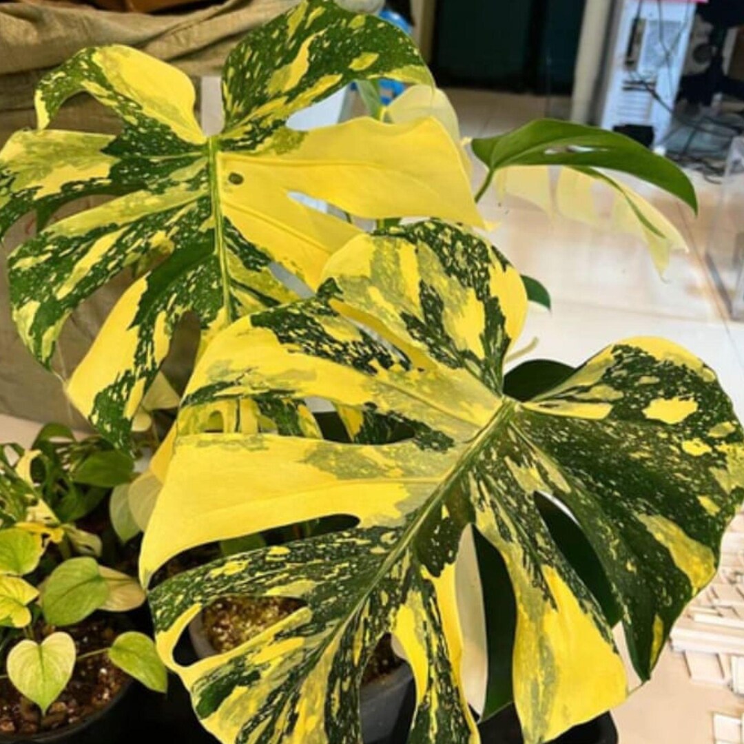 Monstera Creme Brulee Yellow Variegation Rooted Cutting – Rare Tropical ...