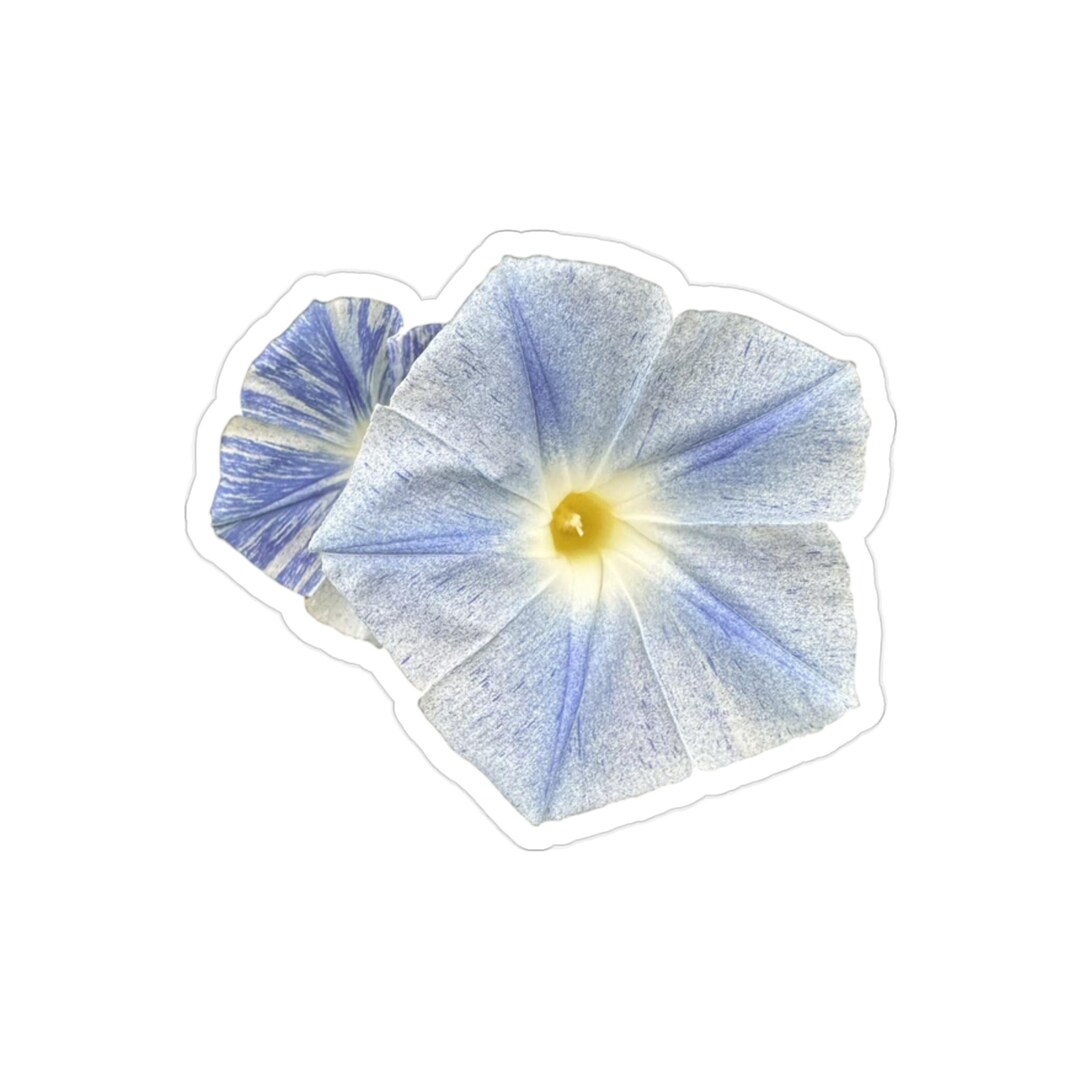 Blue and White Morning Glory Flower Transparent Outdoor Sticker - Etsy