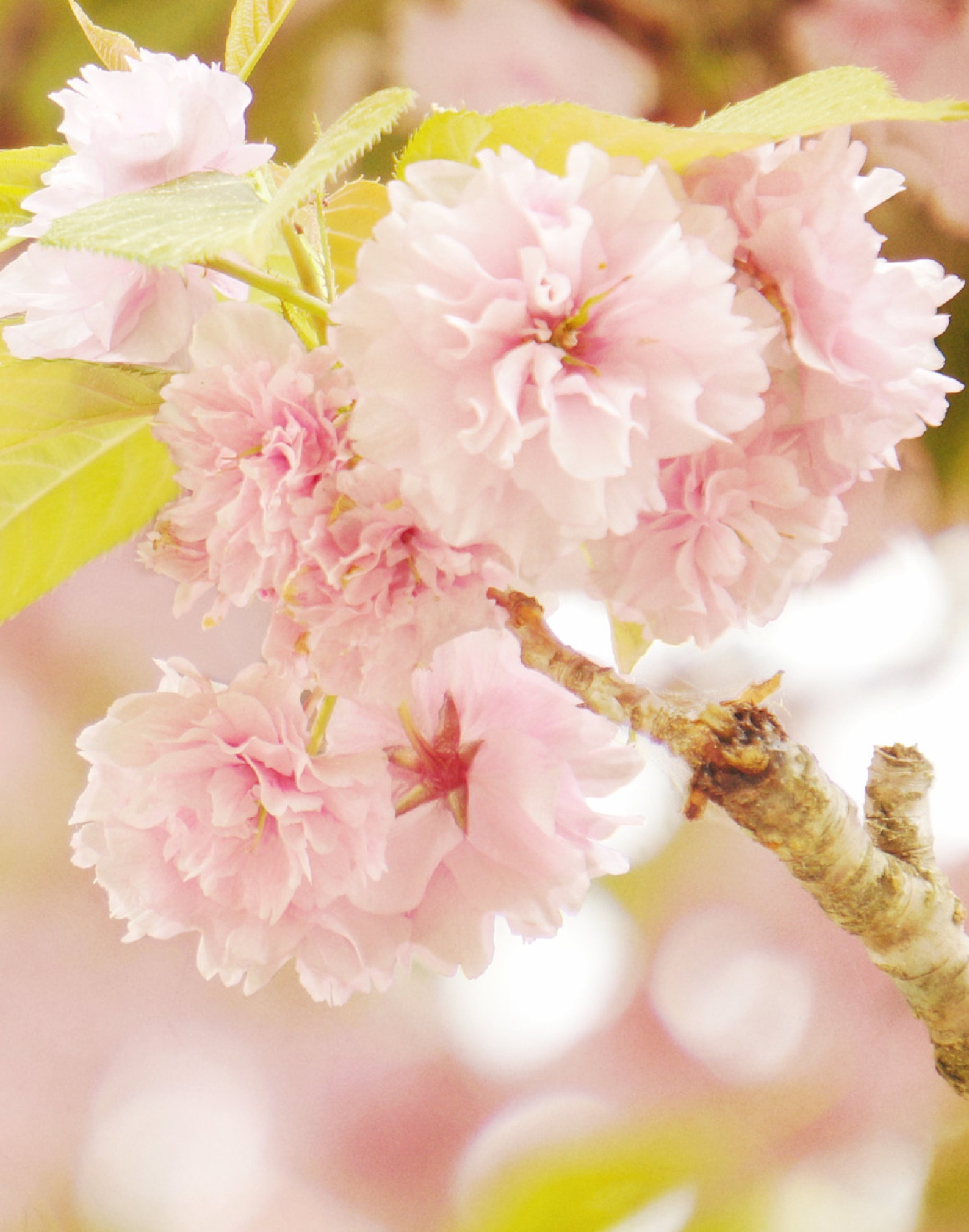 Shabby Chic Flower Photography Pink Floral Boho Art Print - Etsy