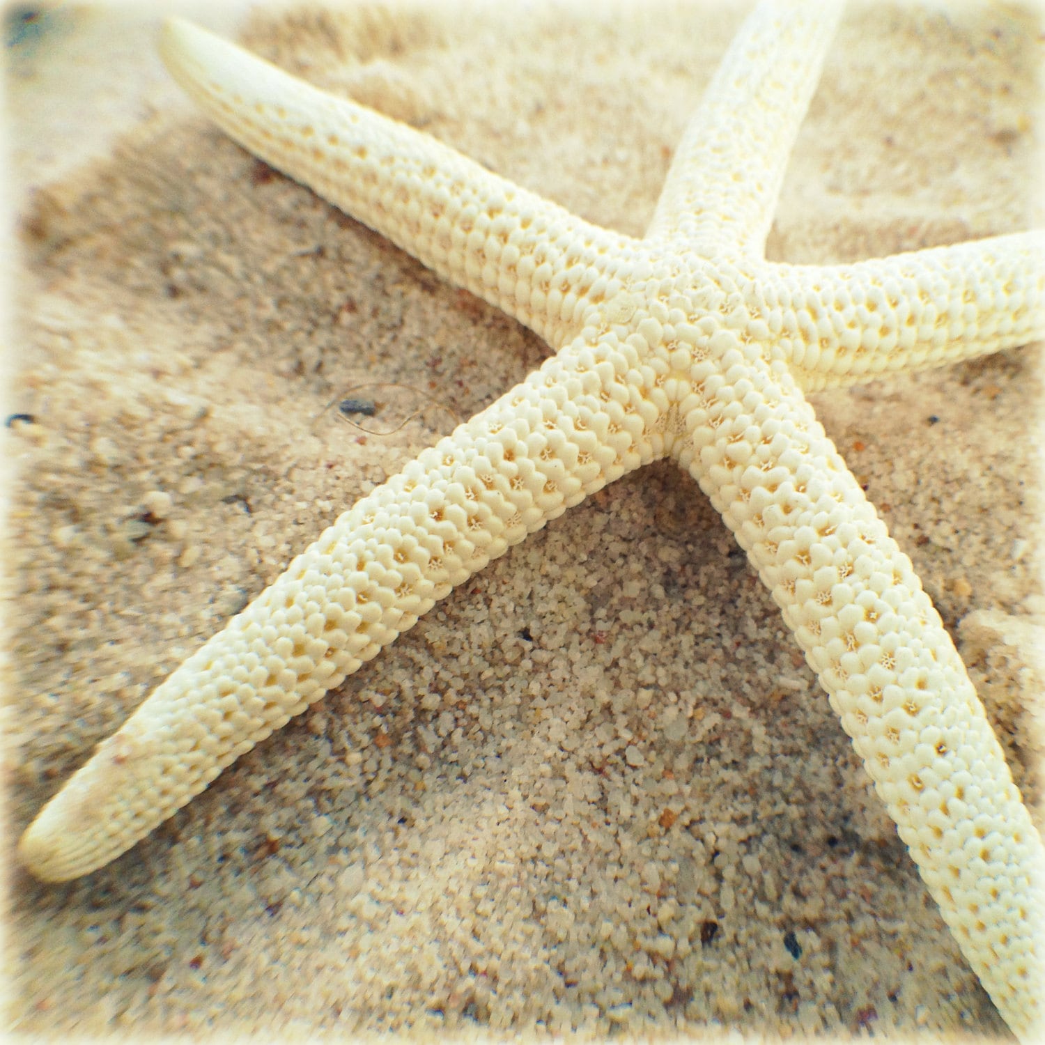 Coastal Beach Print Starfish Home Decor Wall Art Nautical Wall Art ...