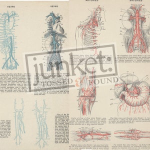 Old Anatomy Diagrams - Digital Download of Body Detail Line Art From an ...