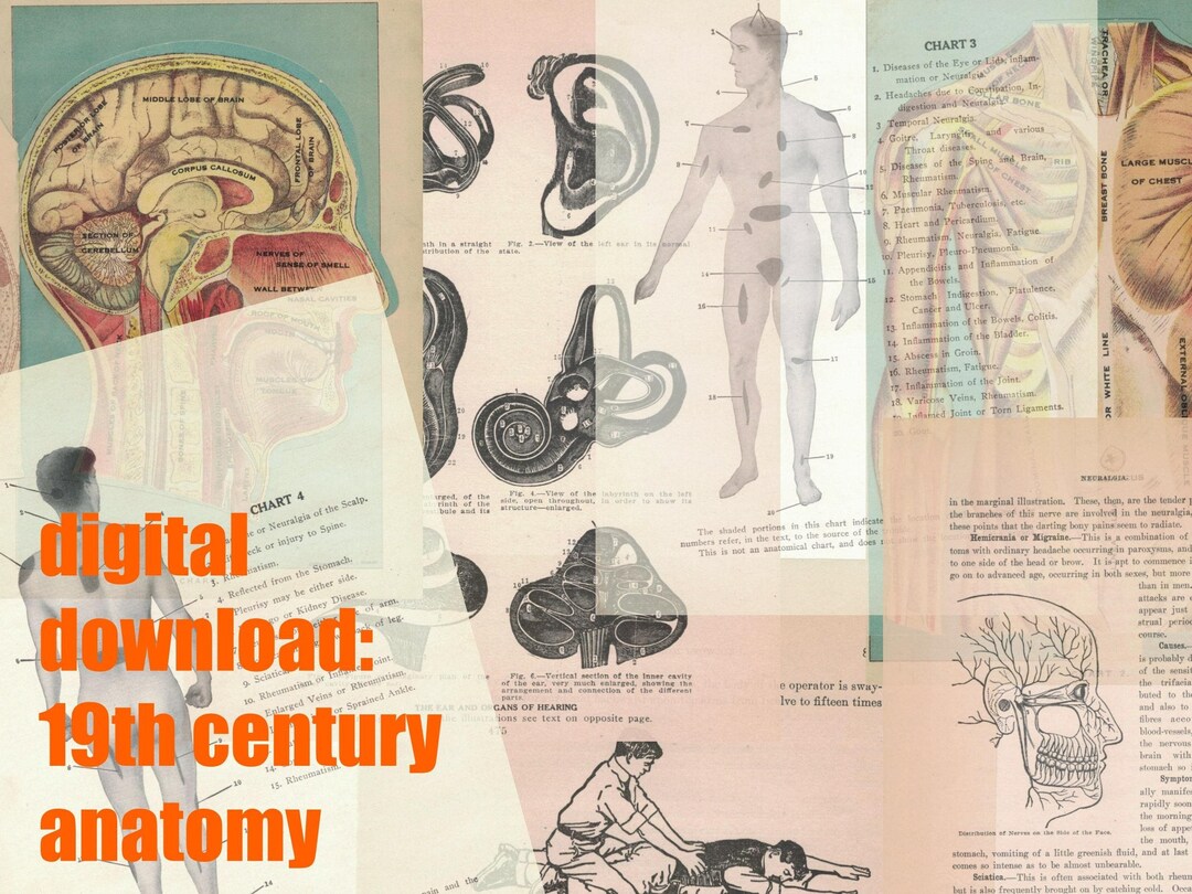 Old Anatomy Diagrams Digital Download of Body Detail Line Art From an ...
