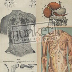 Old Anatomy Diagrams - Digital Download of Body Detail Line Art From an ...