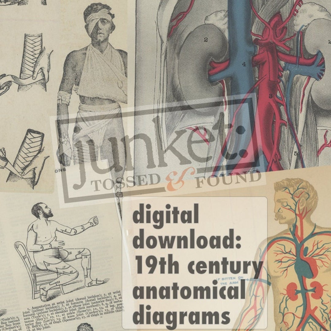Old Anatomy Diagrams - Digital Download of Body Detail Line Art From an ...
