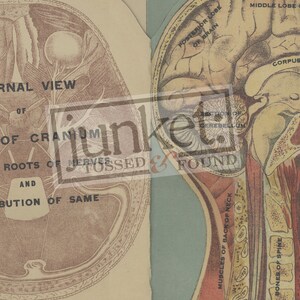 Old Anatomy Diagrams - Digital Download of Body Detail Line Art From an ...