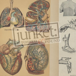 Old Anatomy Diagrams - Digital Download of Body Detail Line Art From an ...