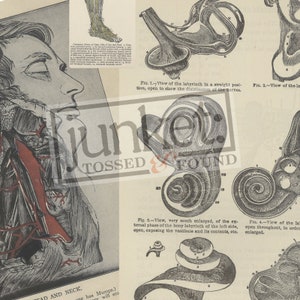 Old Anatomy Diagrams - Digital Download of Body Detail Line Art From an ...