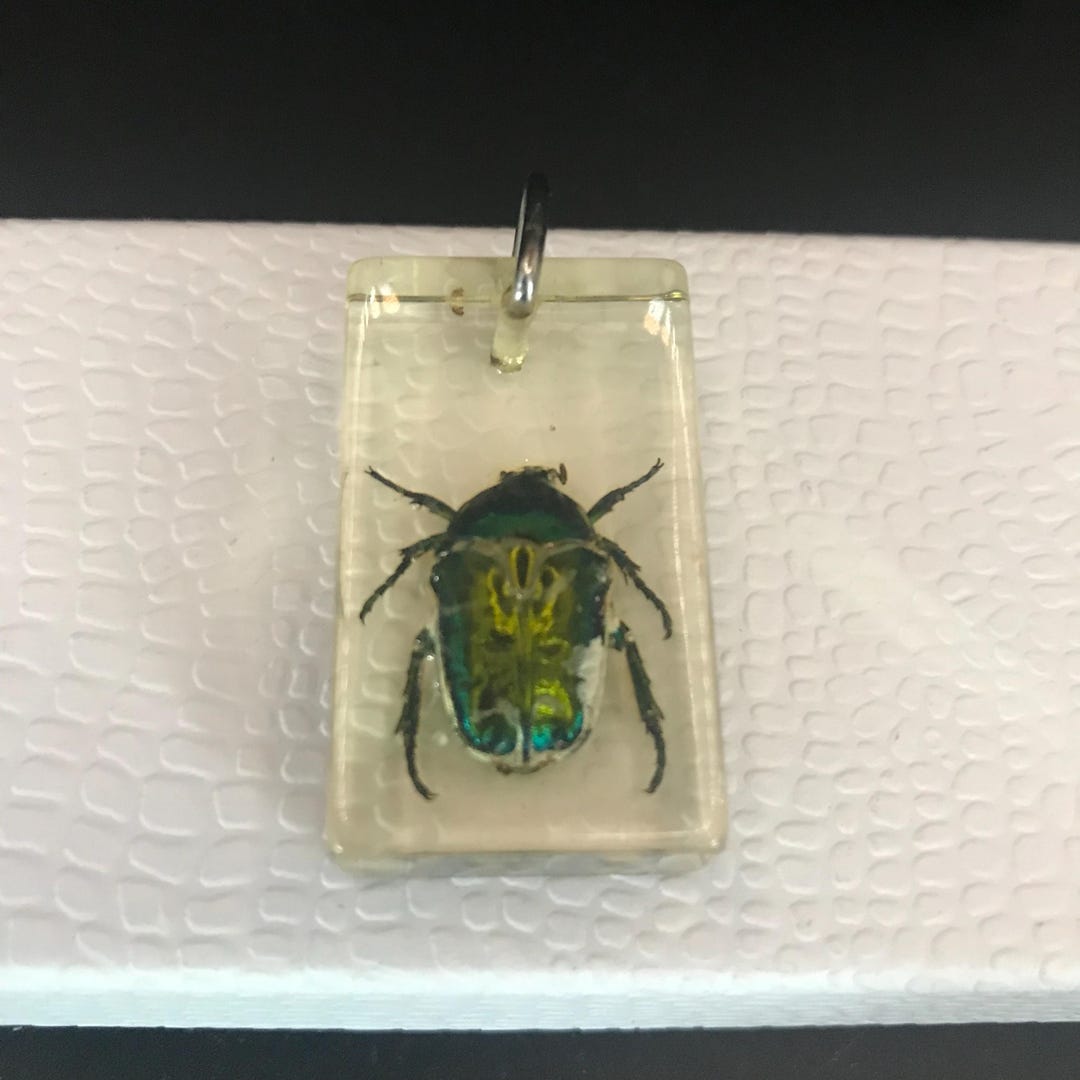 Vintage Lucite Real Beetle Bug Pendant - Etsy