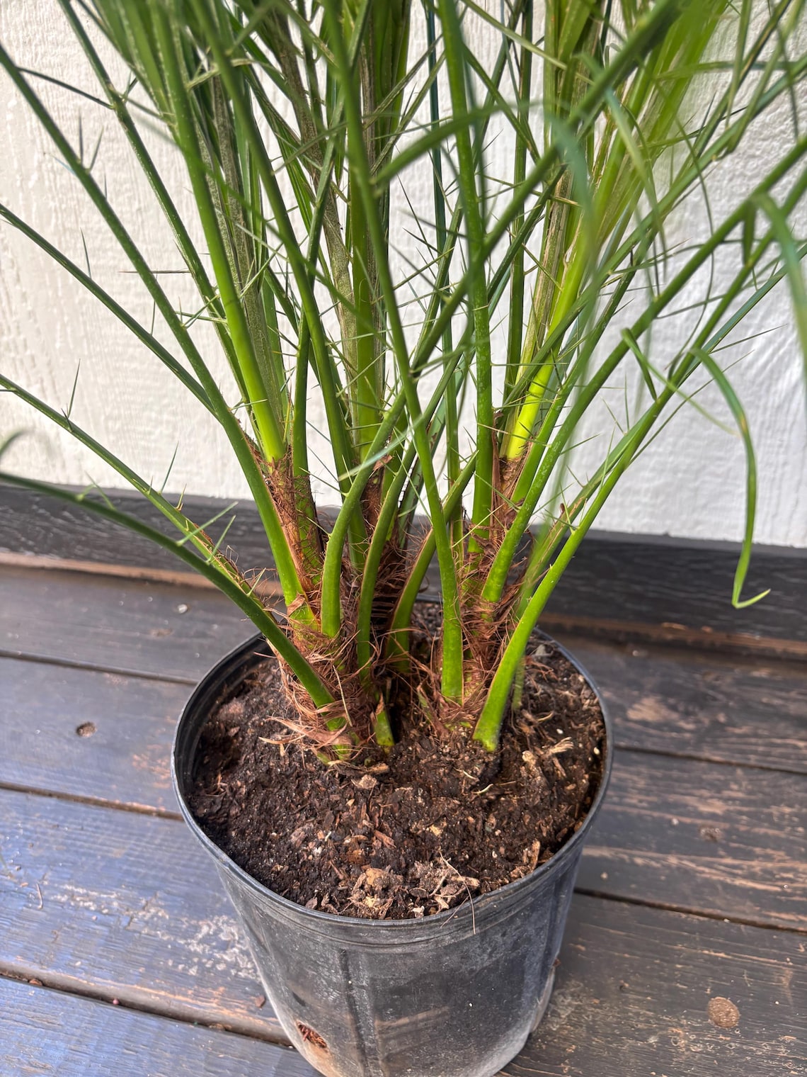 Triple Pygmy Date Palm, Phoenix Roebelenii , 3 Gallon - Etsy
