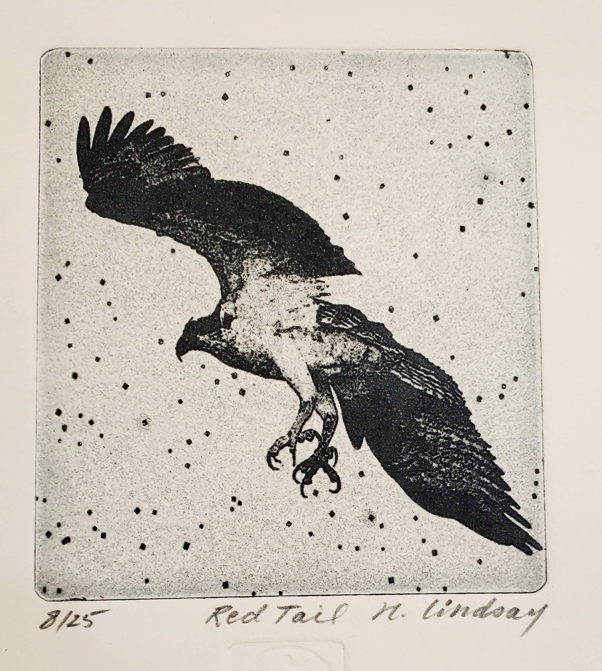 Red Tailed Hawk Landing Drawing