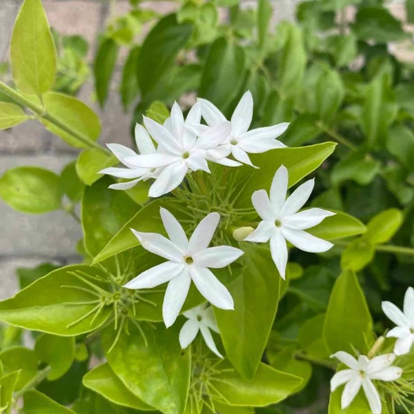 Trailing Jasmine Plants - Etsy