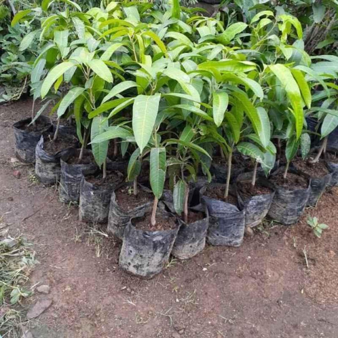 Live Lemon Zest Mango Tree – Grafted Dessert Variety - Etsy