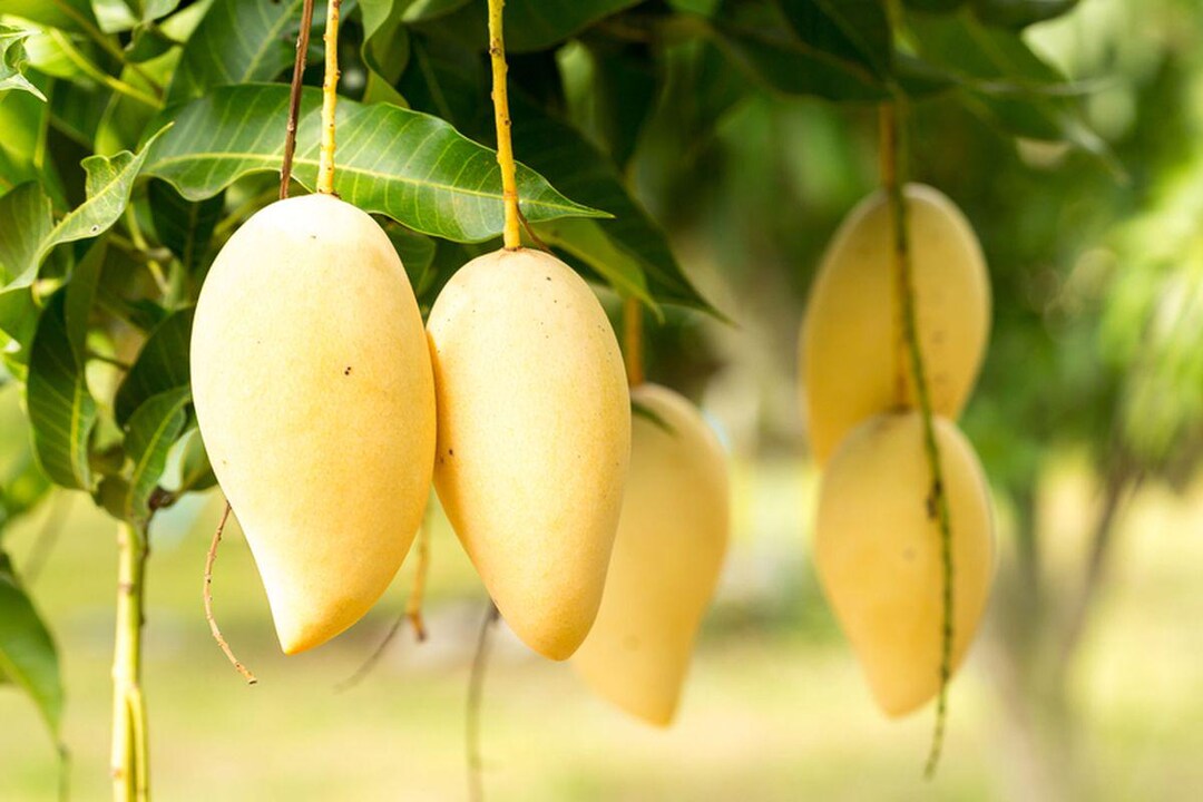 Manila Mango Grafted Seedling for Home Garden | Fast-growing Fruit Tree ...