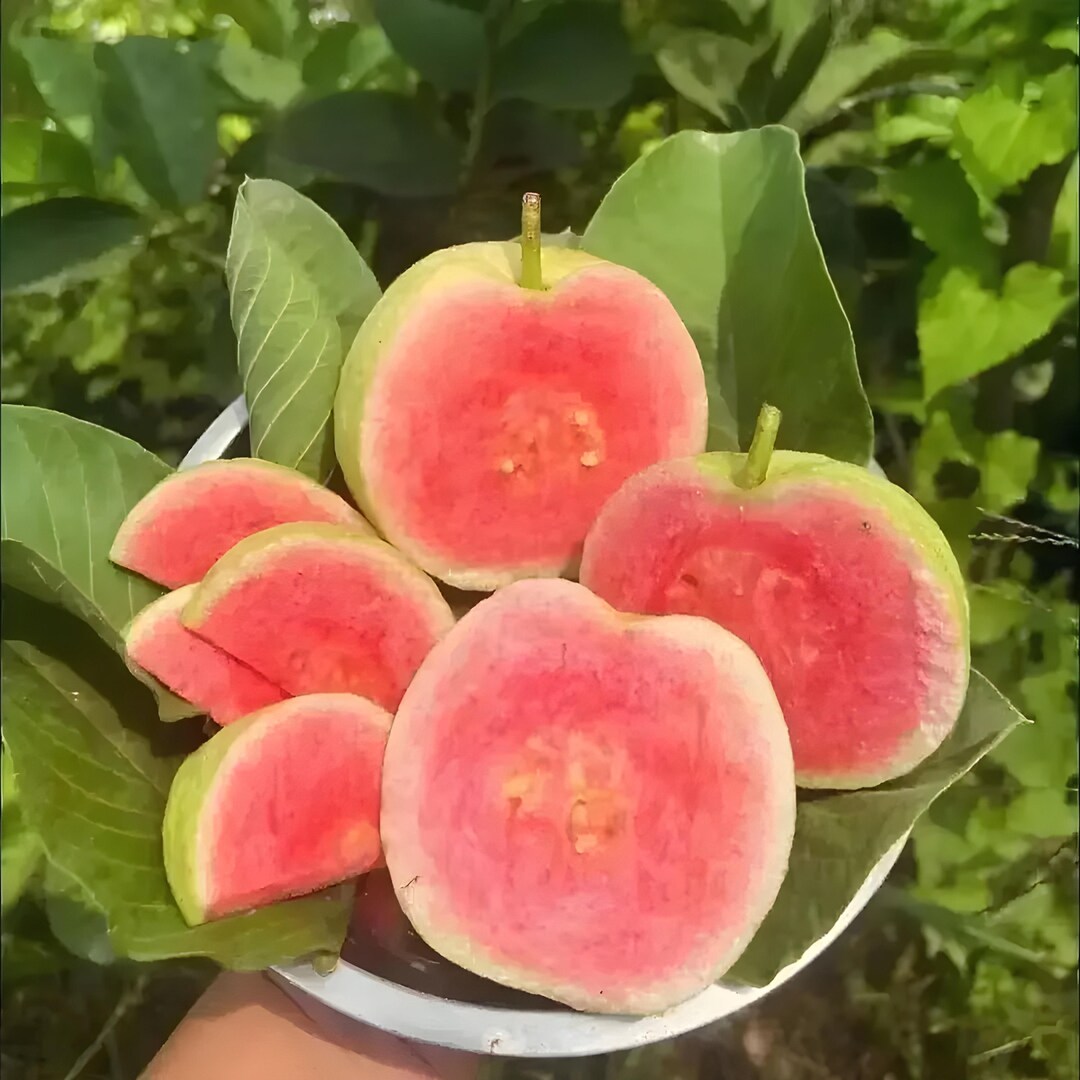 Red Crystal Guava Grafted Seedling – Rare Sweet Red-flesh Guava Tree - Etsy