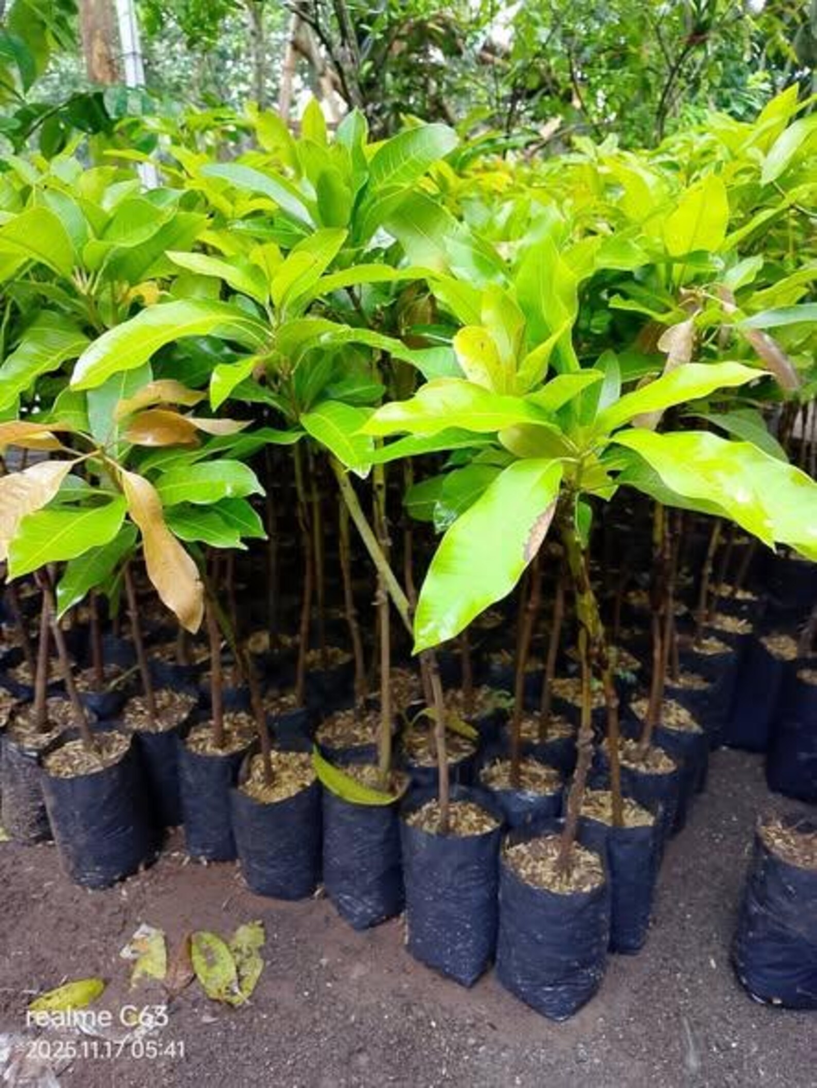 Live Lemon Zest Mango Tree – Grafted Dessert Variety - Etsy