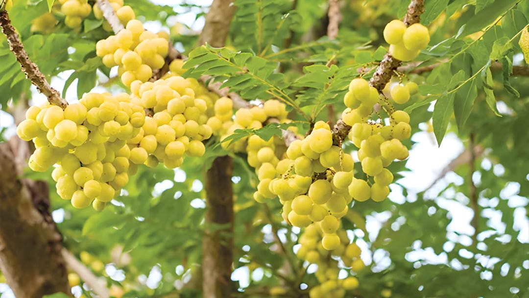 Old Giant Gooseberry Grafted Seedling – Phyllanthus Acidus (otaheite ...