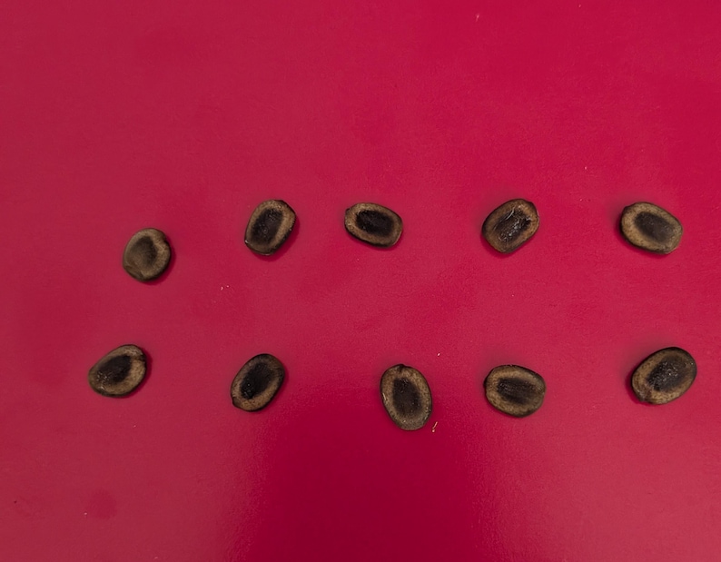 Desert Museum Palo Verde 10 Seeds - Etsy